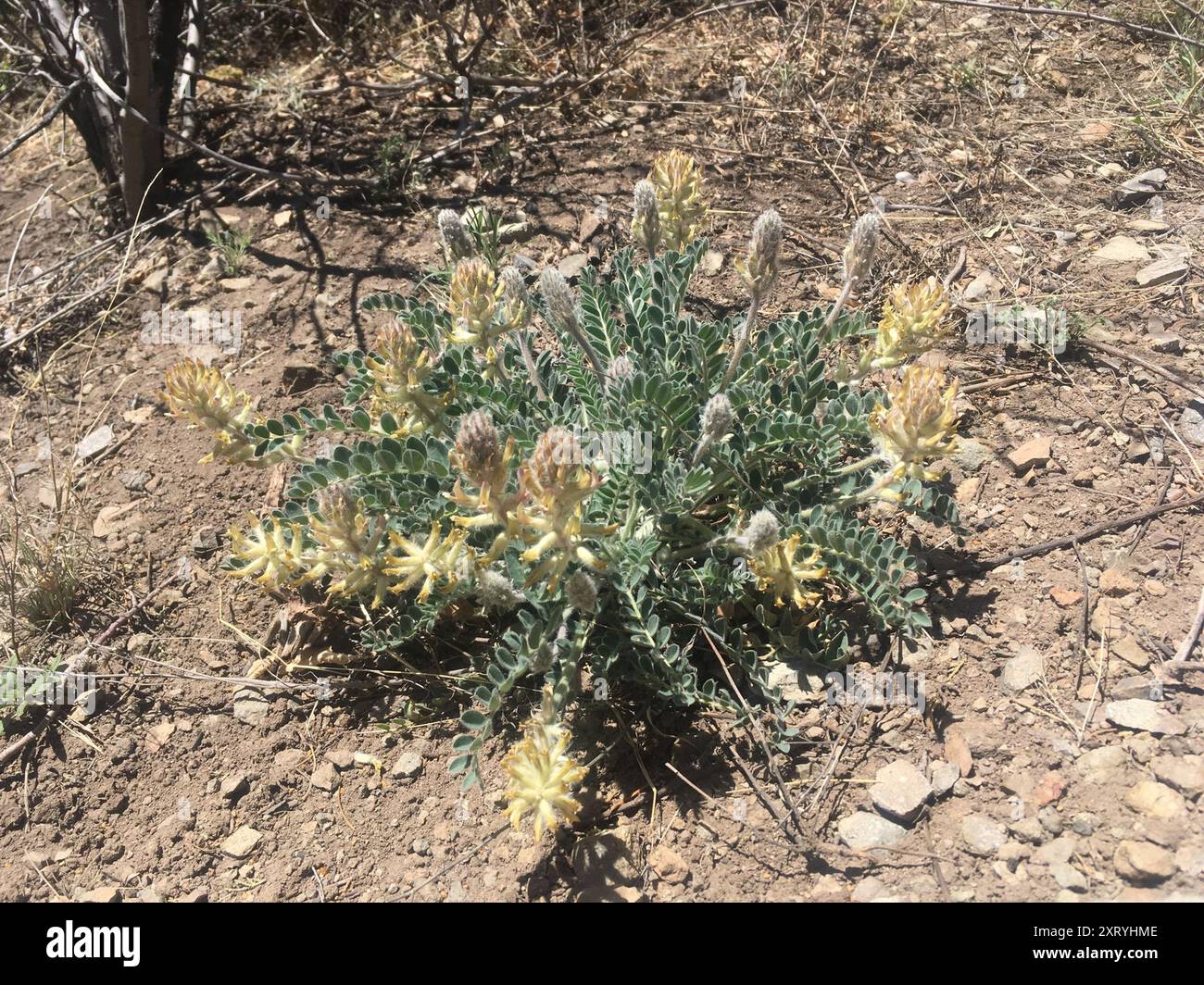 Woolly Locoweed (Astragalus mollissimus) Plantae Stock Photo - Alamy