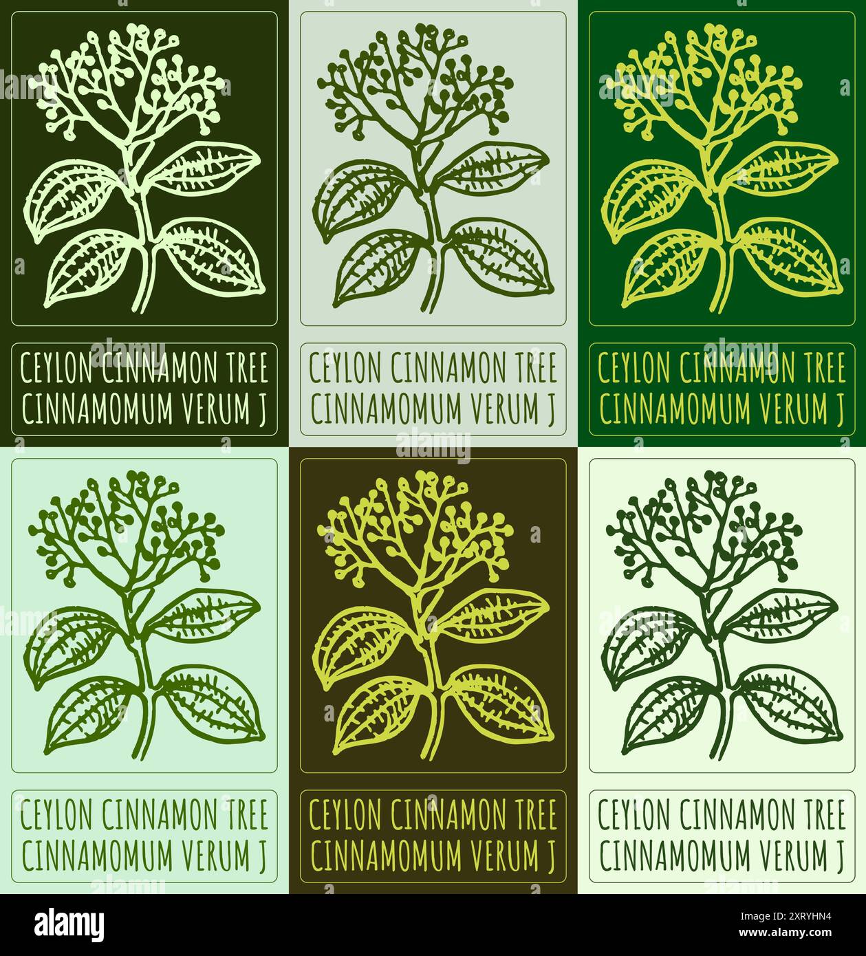 Set of vector drawing CEYLON CINNAMON TREE in various colors. Hand ...
