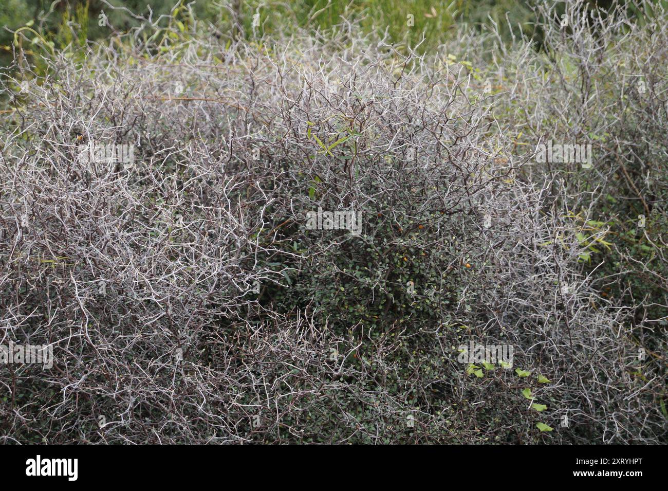 Korokio (Corokia cotoneaster) Plantae Stock Photo - Alamy