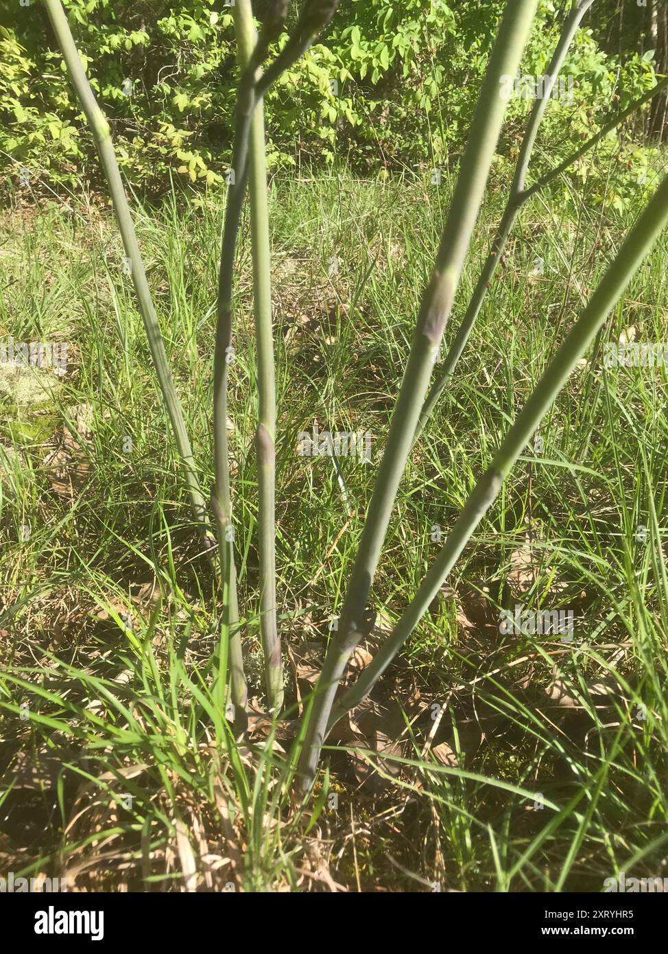 white wild indigo (Baptisia alba) Plantae Stock Photo - Alamy