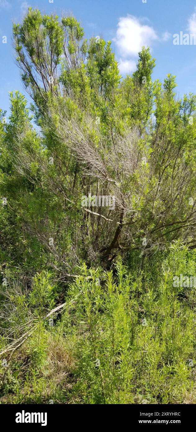 Poverty Weed (Baccharis neglecta) Plantae Stock Photo - Alamy