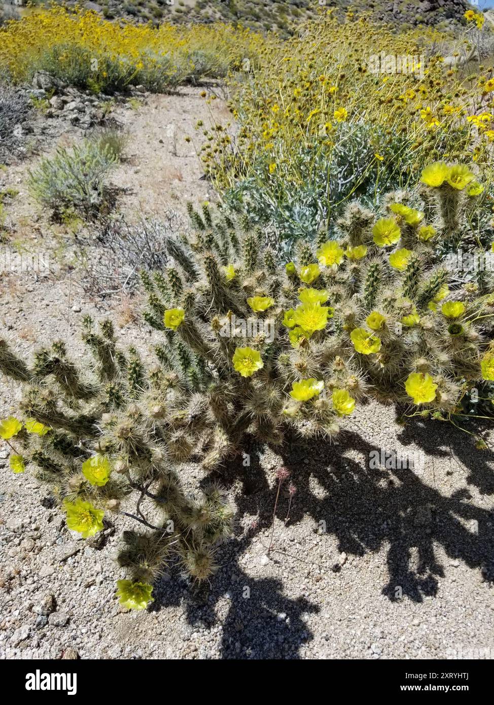 Silver Cholla (Cylindropuntia echinocarpa) Plantae Stock Photo - Alamy