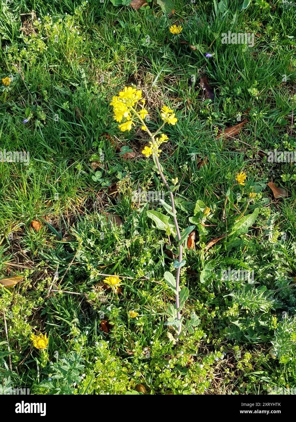 Turnip (Brassica rapa rapa) Plantae Stock Photo - Alamy