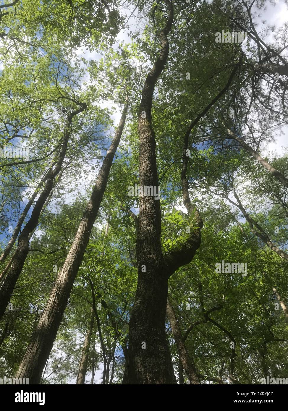 Swamp tupelo (Nyssa biflora) Plantae Stock Photo - Alamy