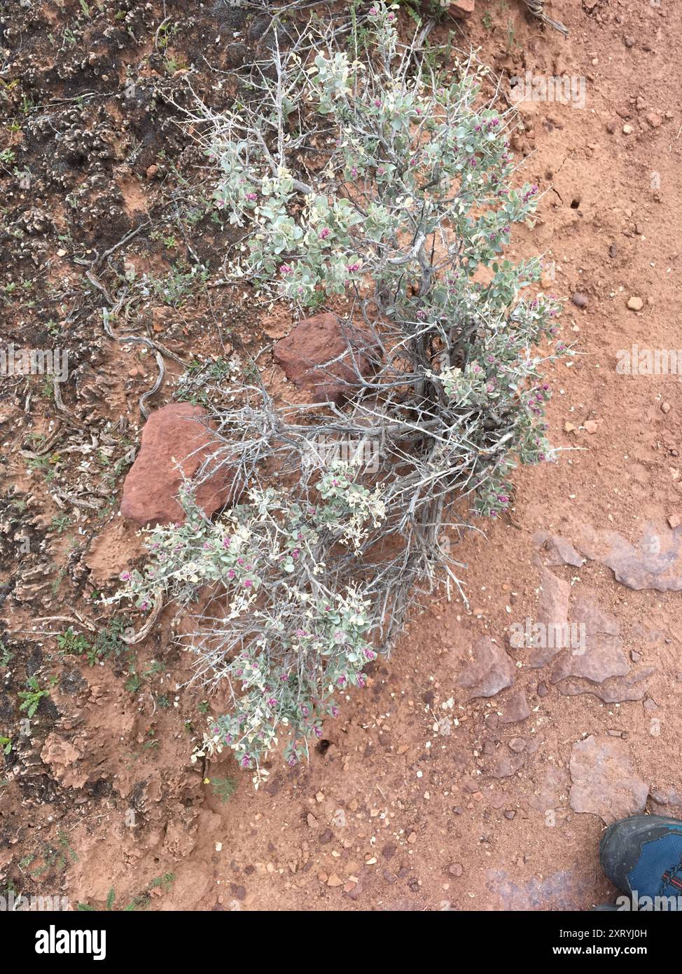 Shadscale Saltbush (Atriplex confertifolia) Plantae Stock Photo - Alamy