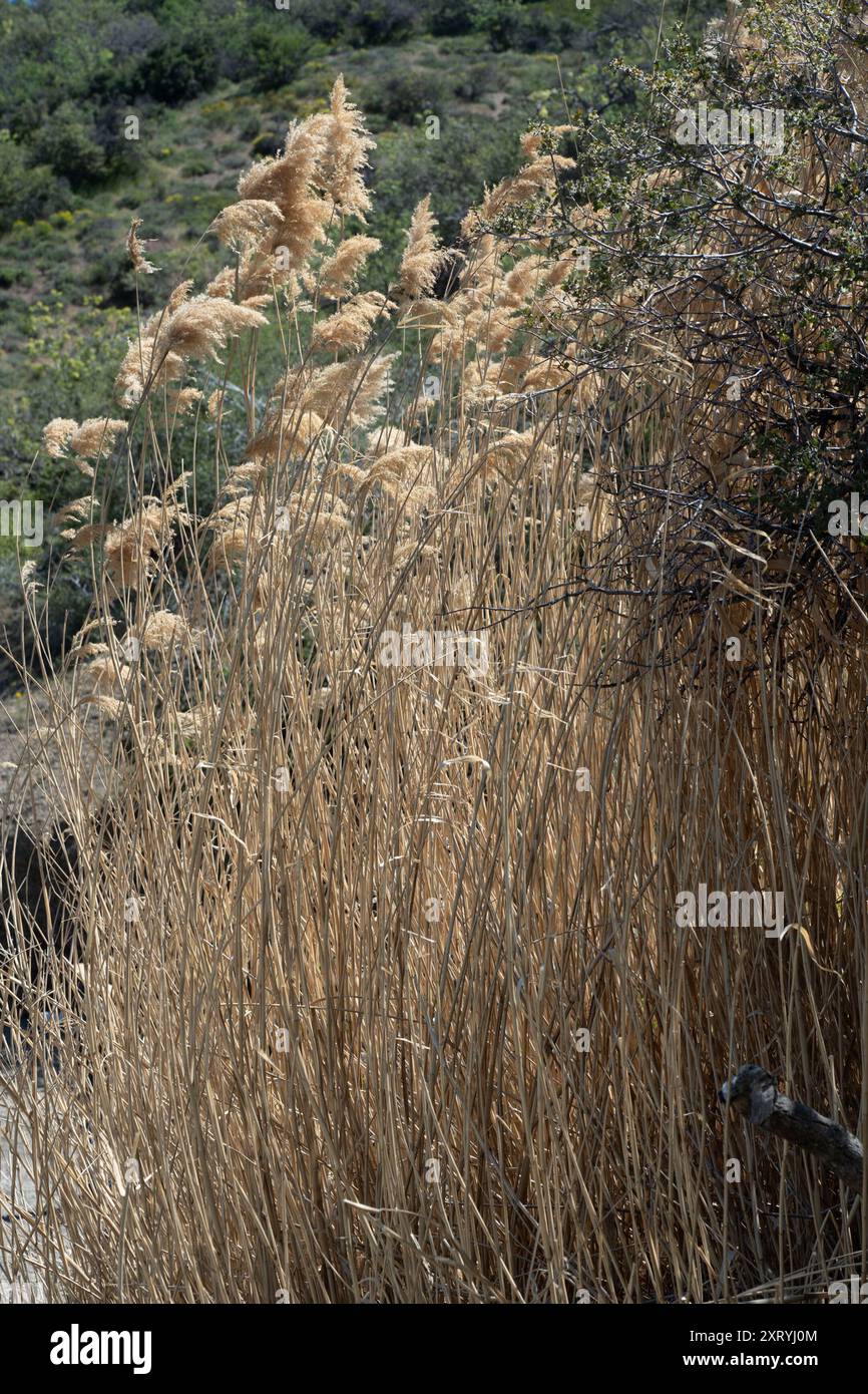 grasses, sedges, cattails, and allies (Poales) Plantae Stock Photo - Alamy