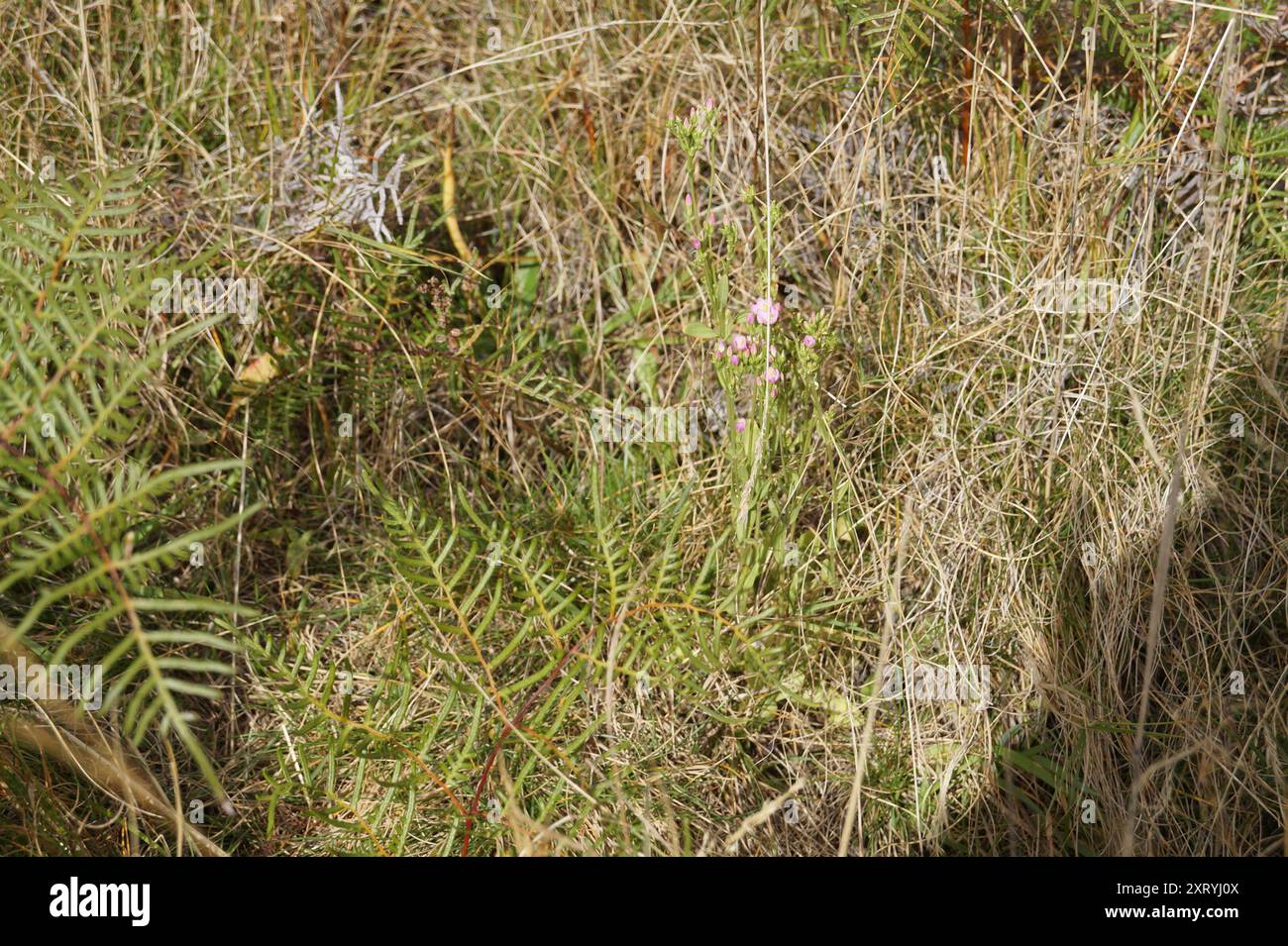 Austral Bracken (Pteridium esculentum) Plantae Stock Photo - Alamy