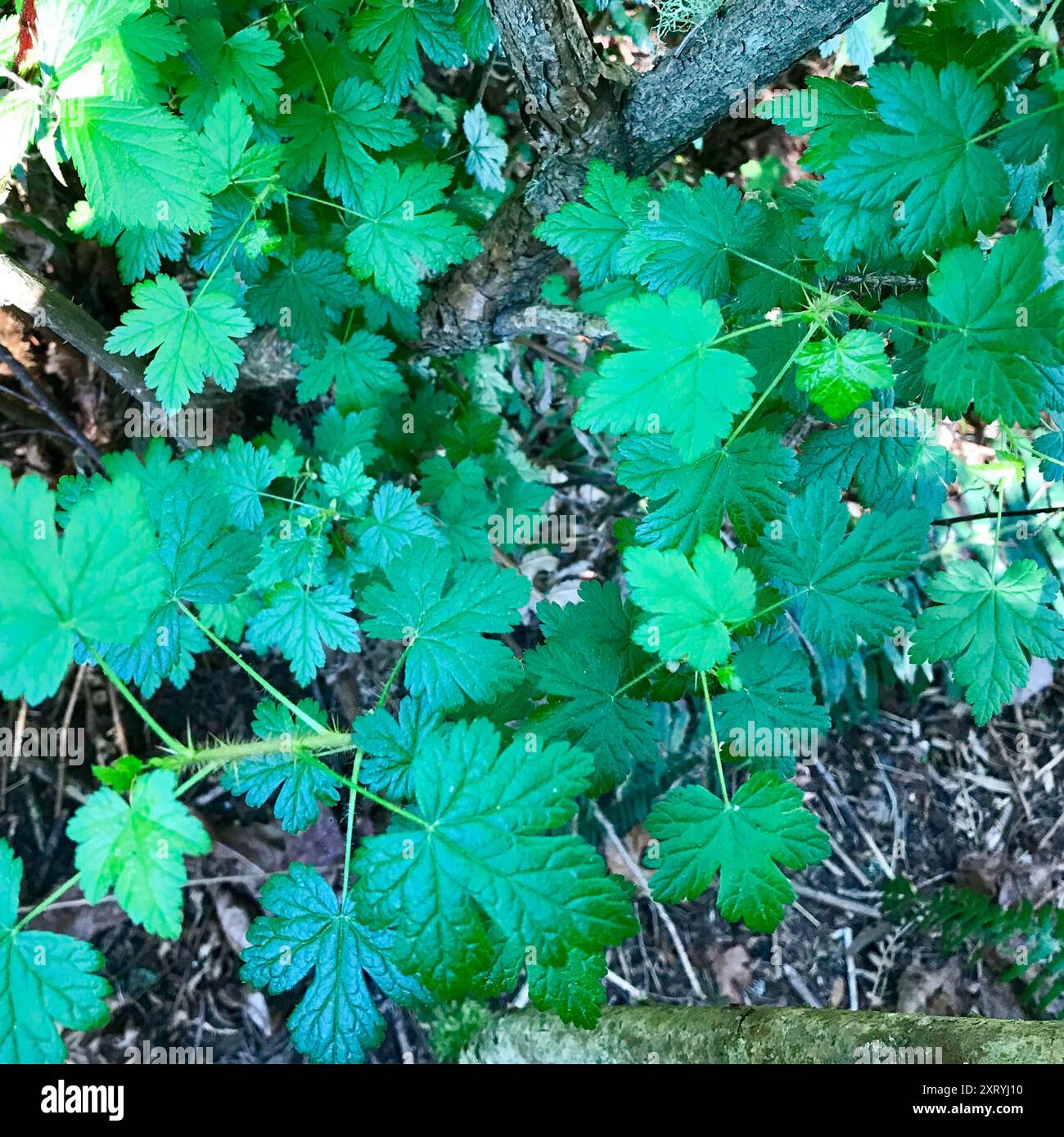swamp currant (Ribes lacustre) Plantae Stock Photo - Alamy
