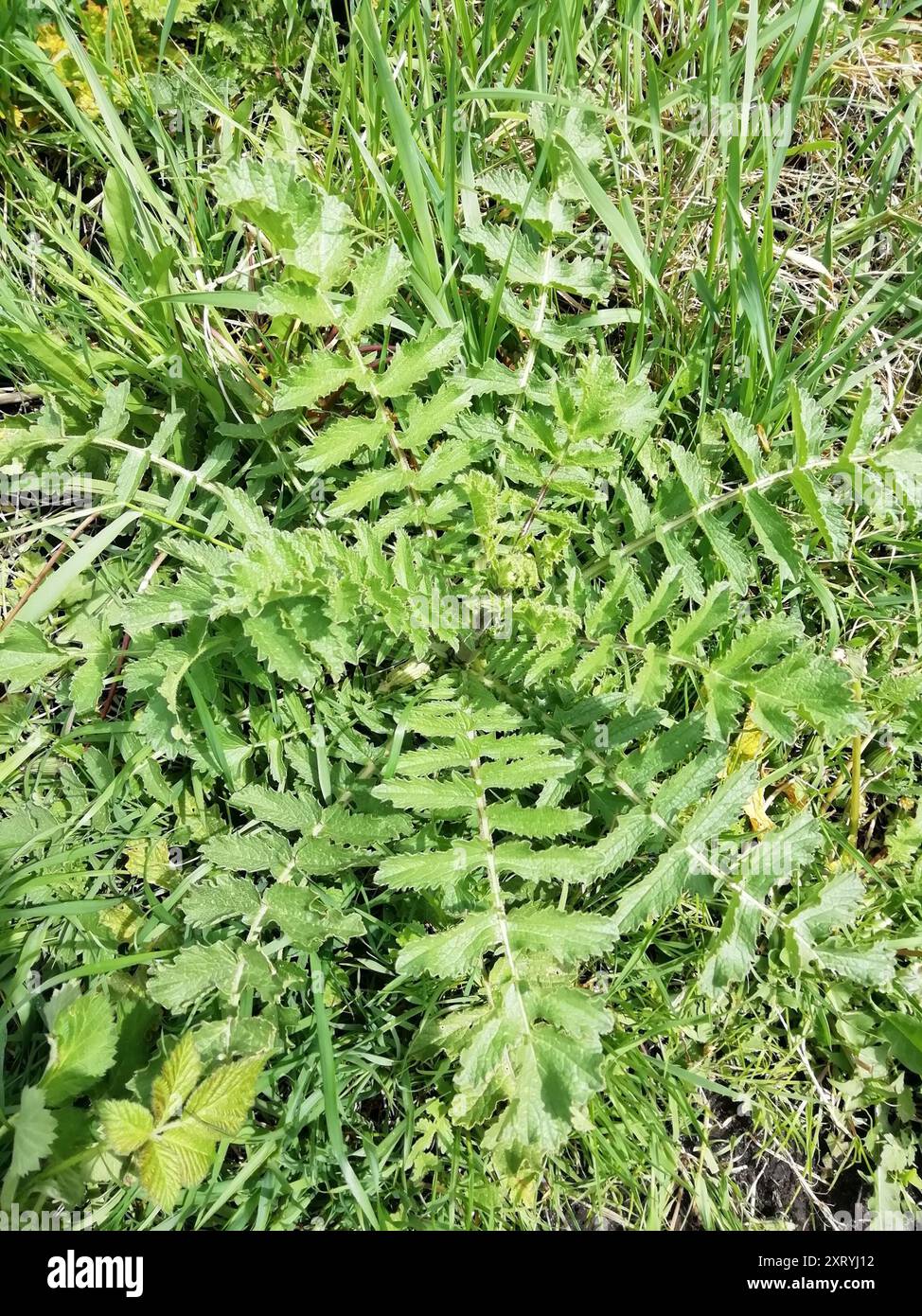 Mediterranean Radish (Raphanus raphanistrum landra) Plantae Stock Photo ...