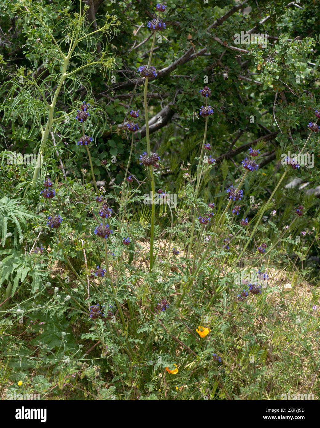 Chia (Salvia columbariae) Plantae Stock Photo - Alamy