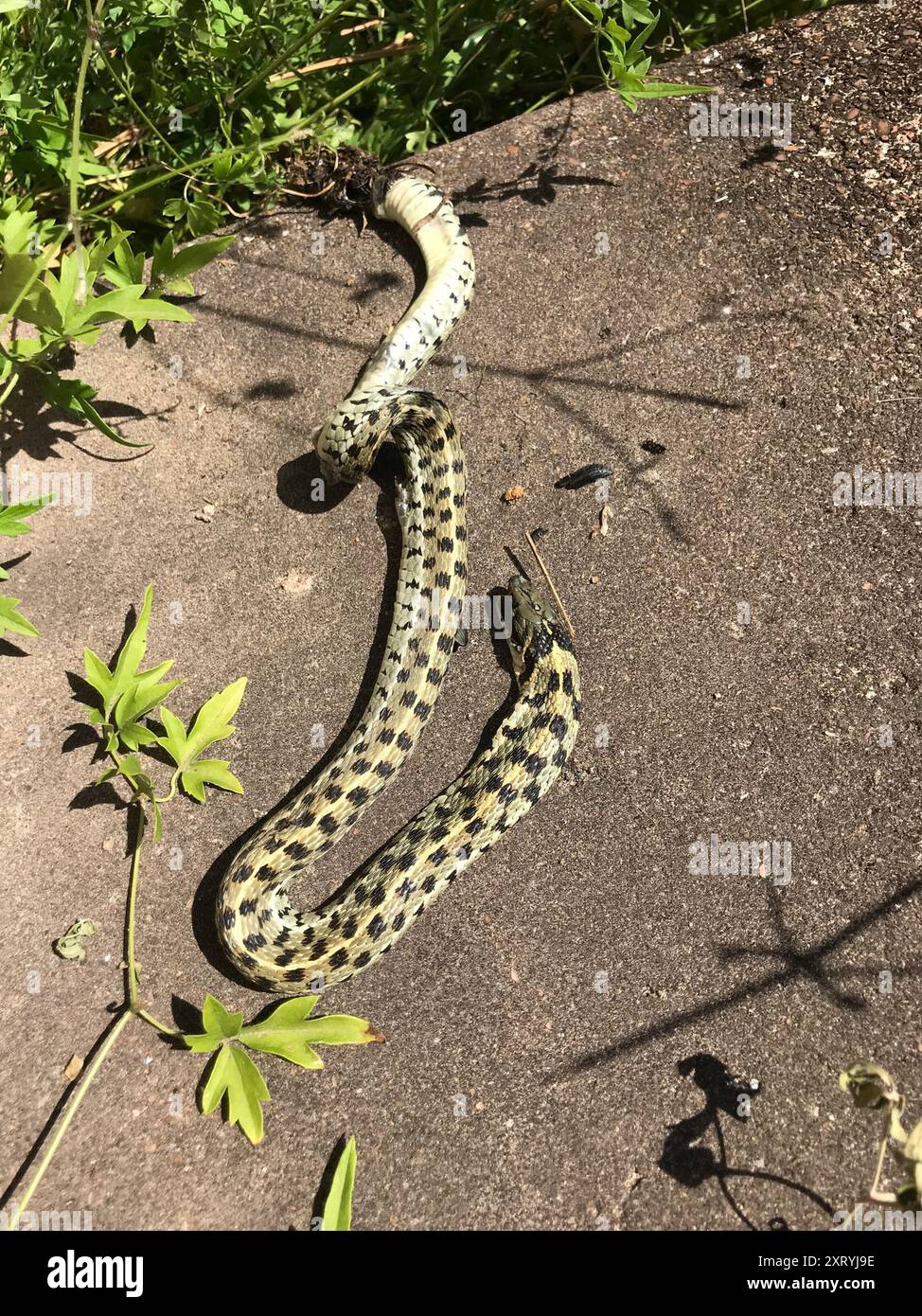 Checkered Garter Snake (Thamnophis marcianus) Reptilia Stock Photo - Alamy