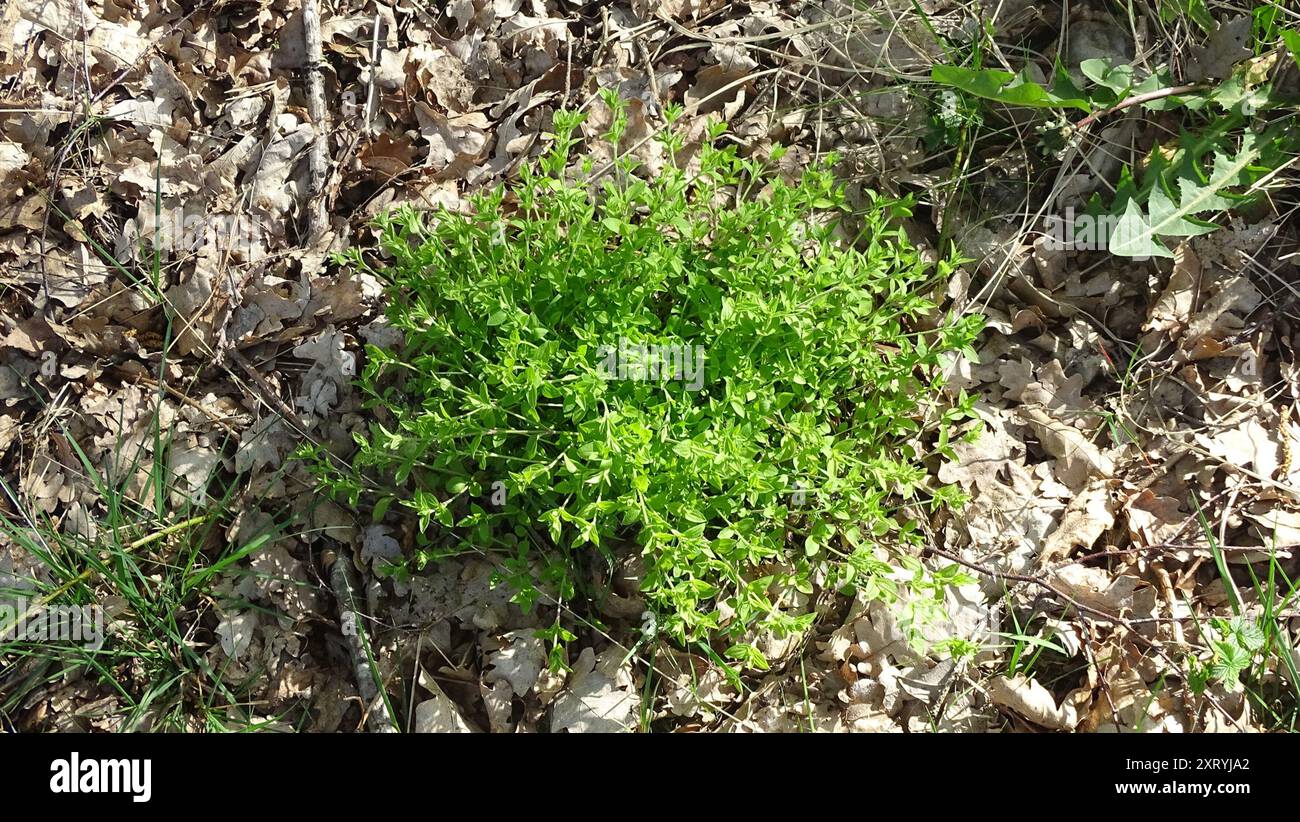 Three-nerved Sandwort (Moehringia trinervia) Plantae Stock Photo - Alamy