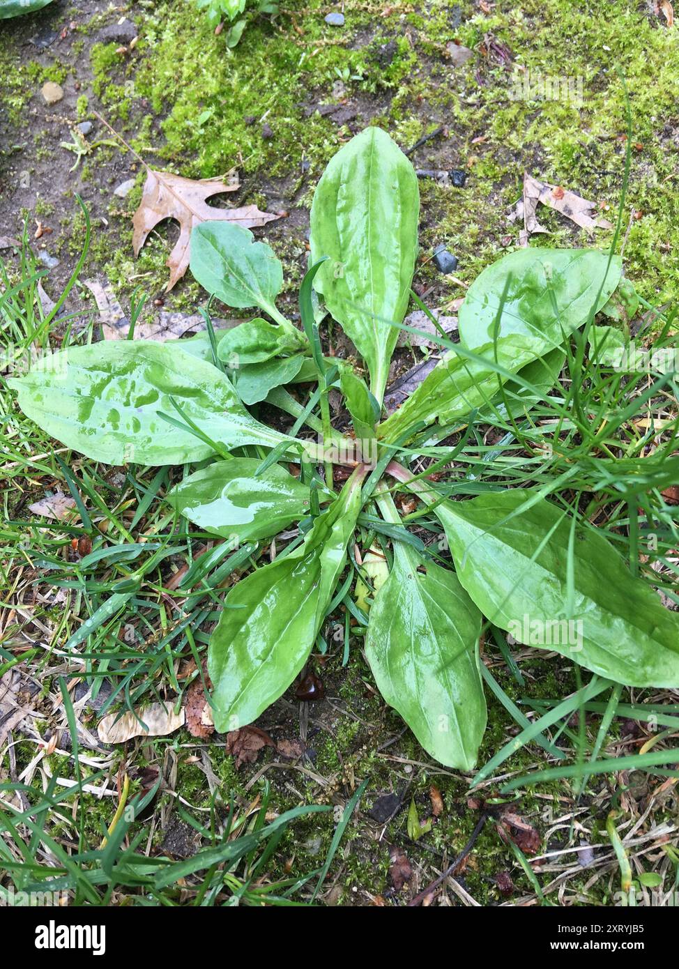 American plantain (Plantago rugelii) Plantae Stock Photo - Alamy