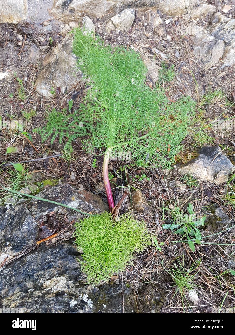 Giant Fennel (Ferula communis) Plantae Stock Photo - Alamy