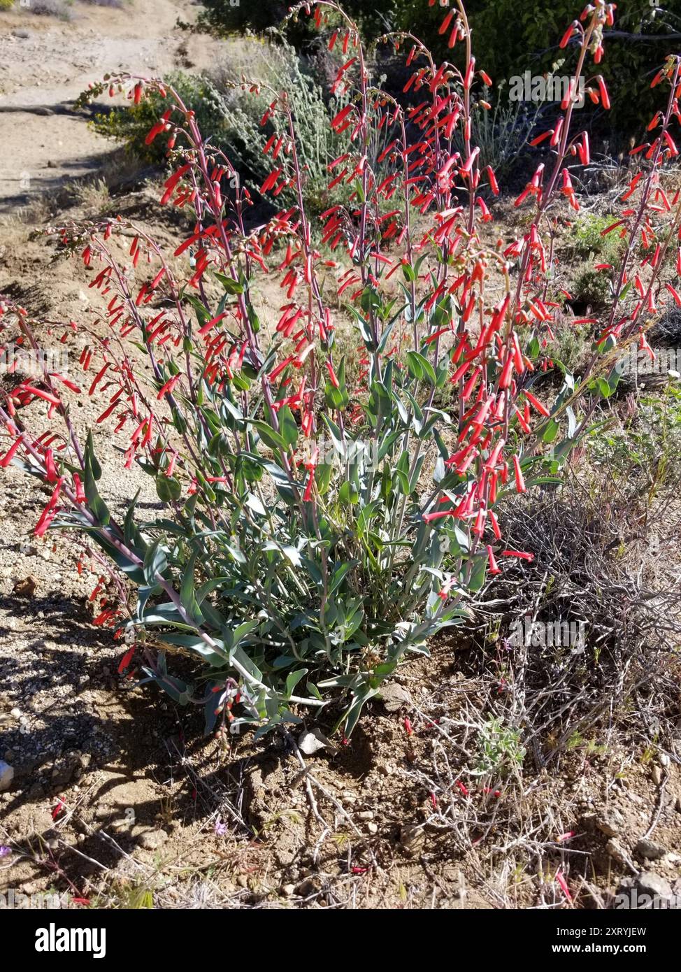scarlet bugler (Penstemon centranthifolius) Plantae Stock Photo - Alamy