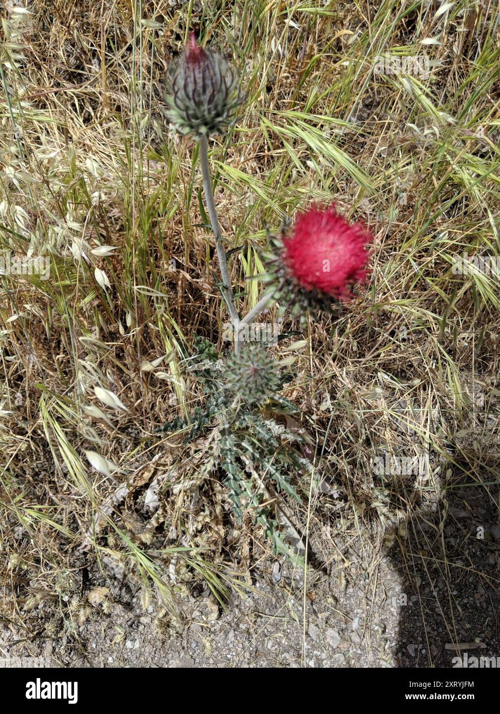 Cobwebby Thistle (Cirsium occidentale) Plantae Stock Photo - Alamy