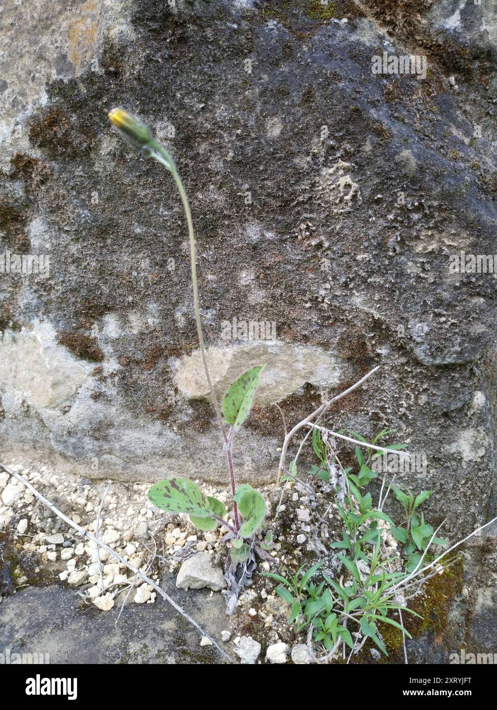 Wall hawkweed (Hieracium murorum) Plantae Stock Photo - Alamy