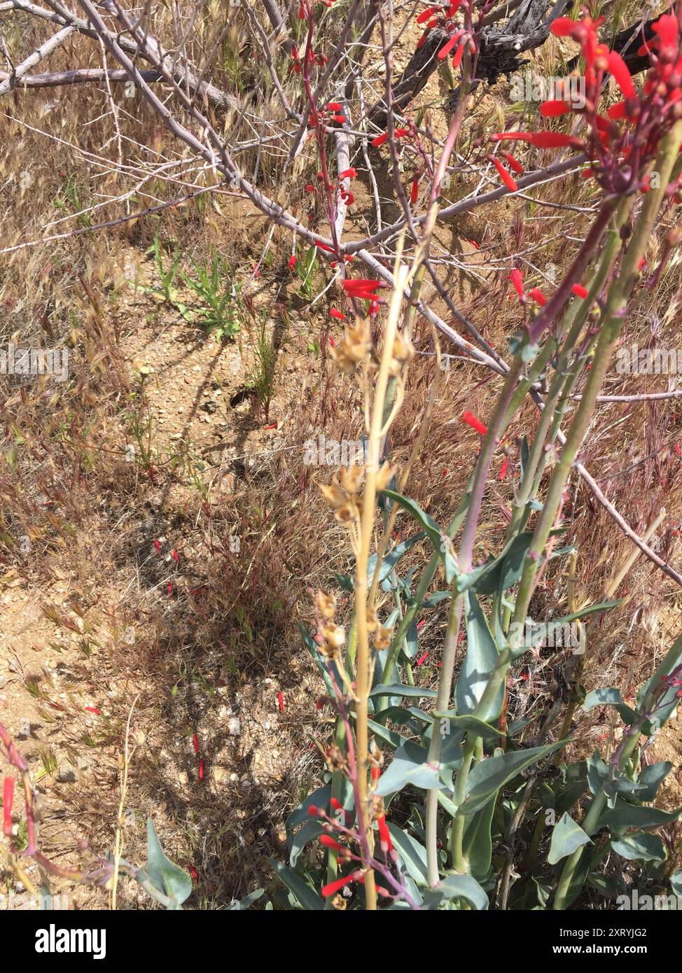 scarlet bugler (Penstemon centranthifolius) Plantae Stock Photo - Alamy