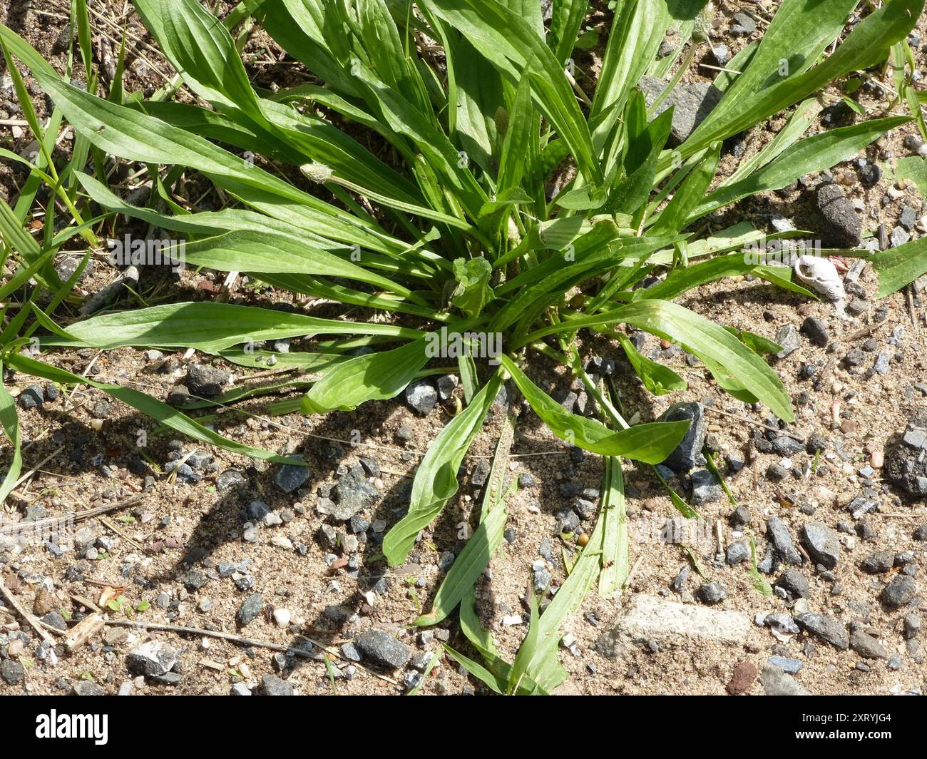 ribwort plantain (Plantago lanceolata) Plantae Stock Photo - Alamy