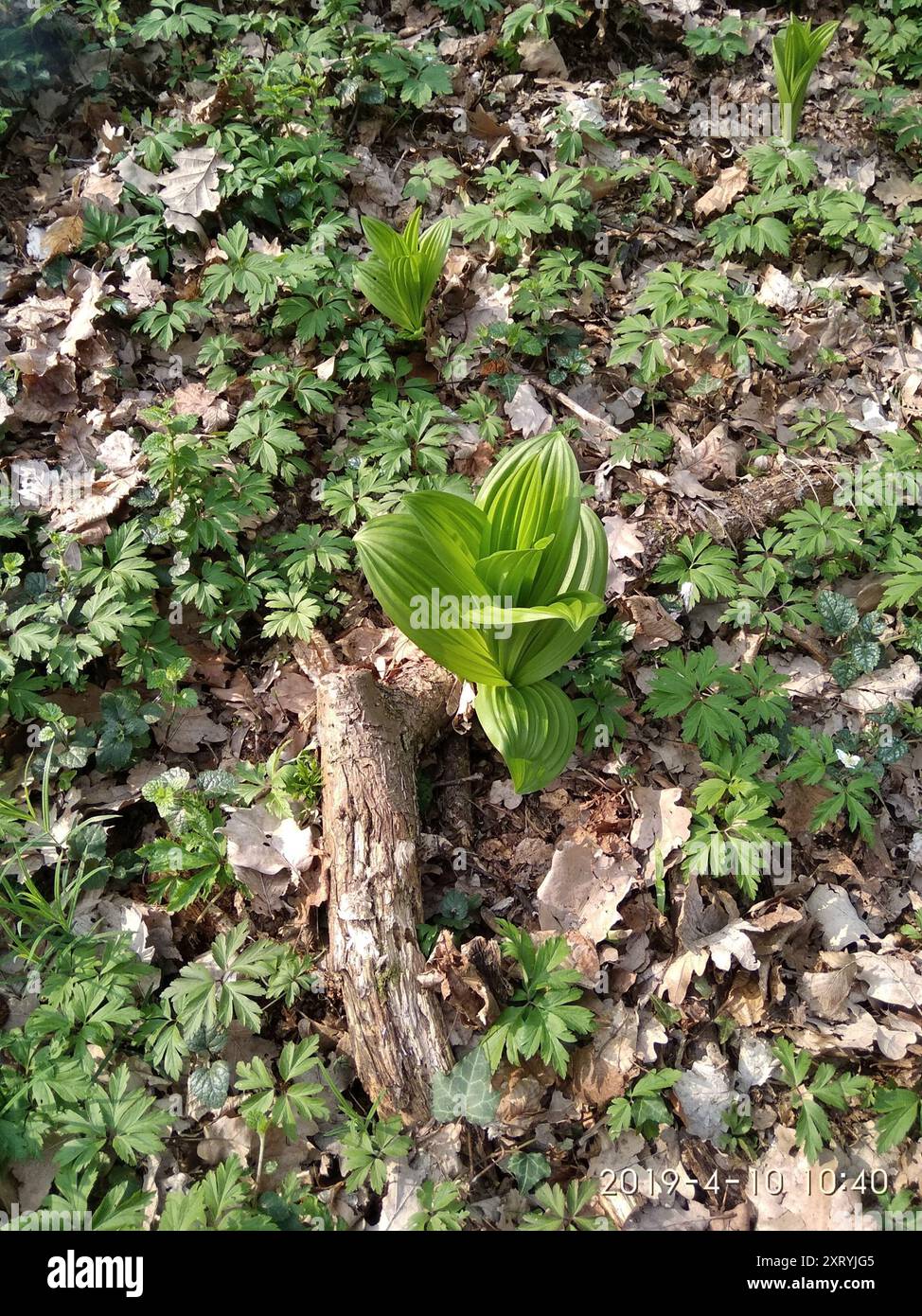 White Hellebore (Veratrum lobelianum) Plantae Stock Photo - Alamy