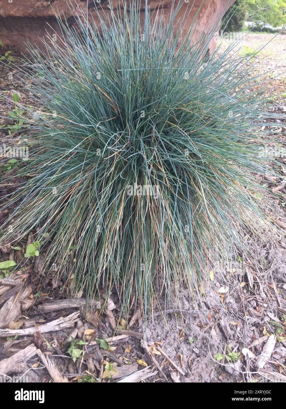 grasses (Poaceae) Plantae Stock Photo - Alamy