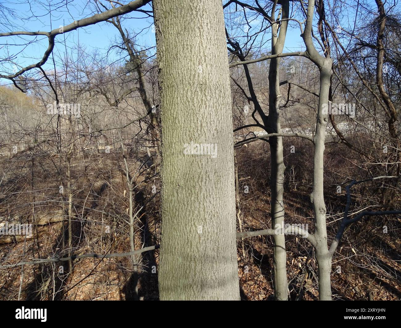 bitternut hickory (Carya cordiformis) Plantae Stock Photo - Alamy