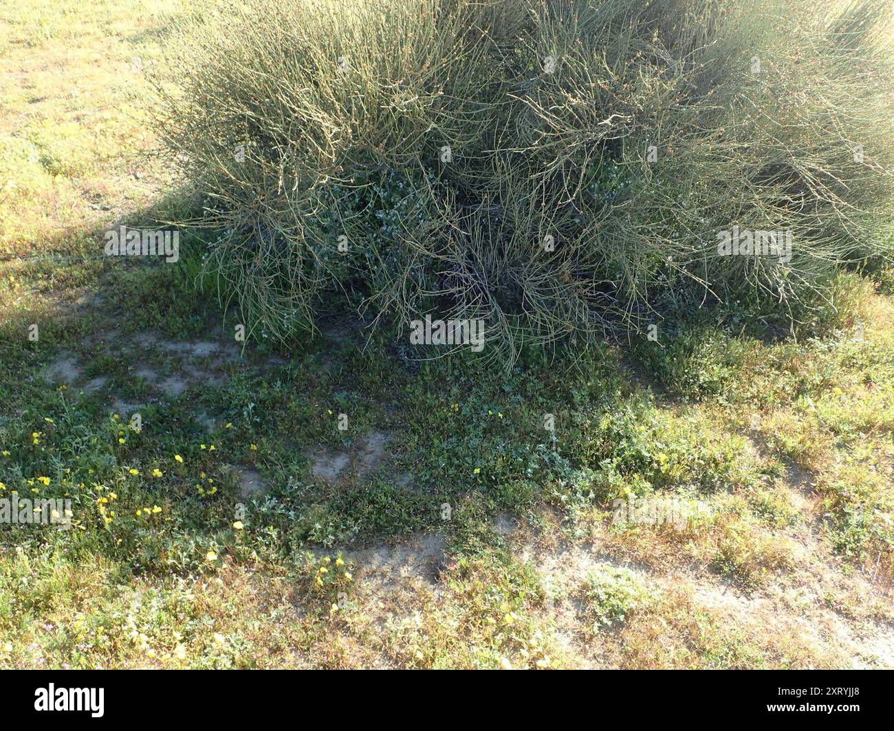 San Joaquin Woollythreads (Monolopia congdonii) Plantae Stock Photo - Alamy
