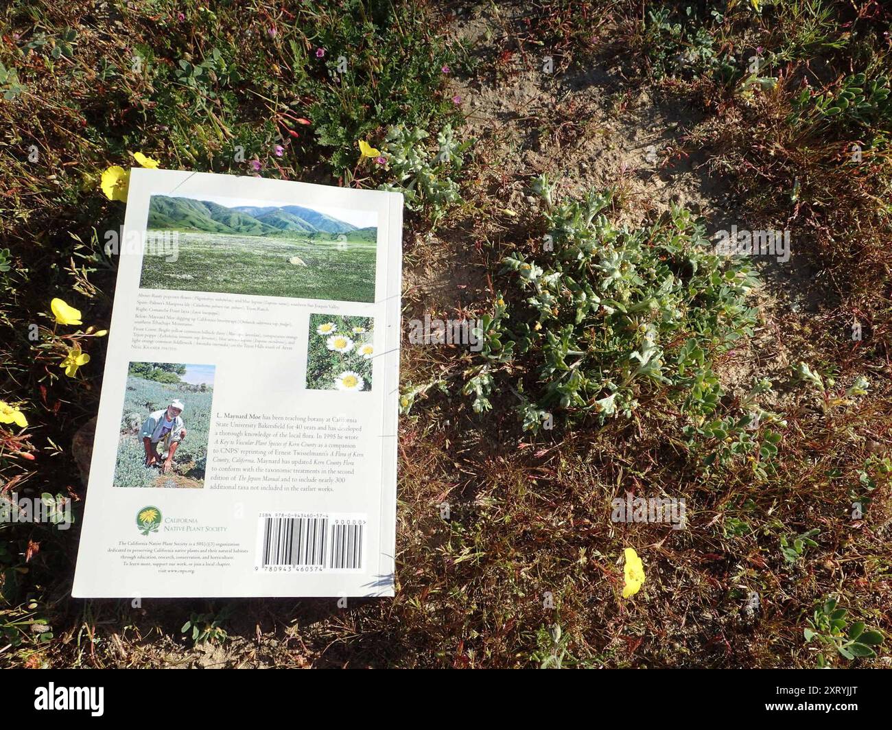 San Joaquin Woollythreads (Monolopia congdonii) Plantae Stock Photo - Alamy