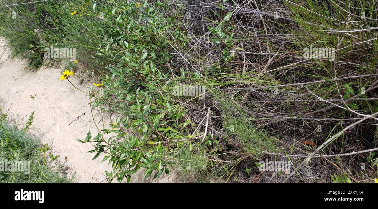 smallflower melicgrass (Melica imperfecta) Plantae Stock Photo - Alamy