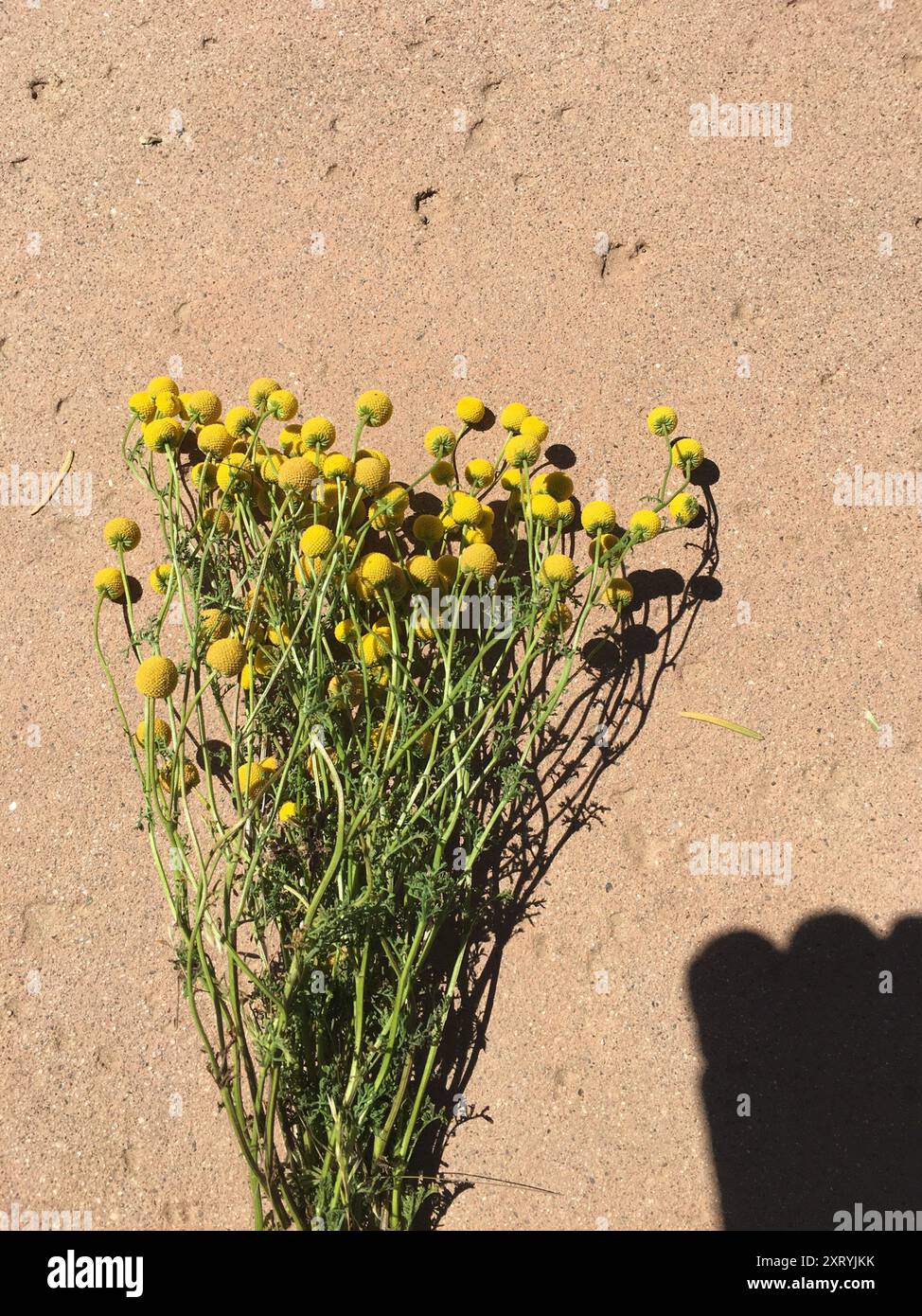 stinknet (Oncosiphon pilulifer) Plantae Stock Photo - Alamy