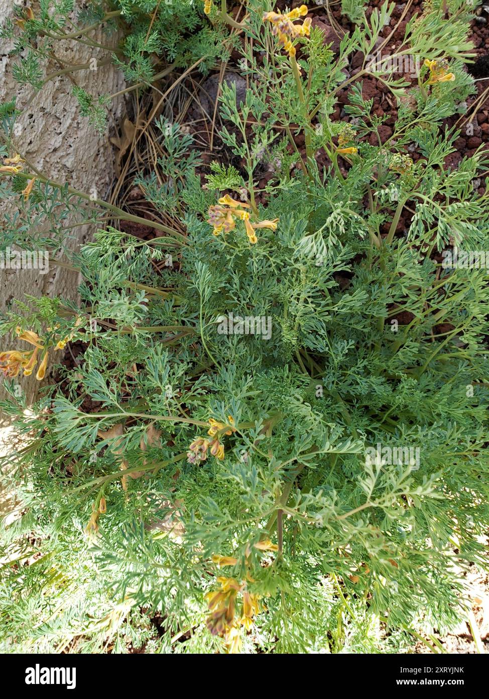 golden corydalis (Corydalis aurea) Plantae Stock Photo - Alamy