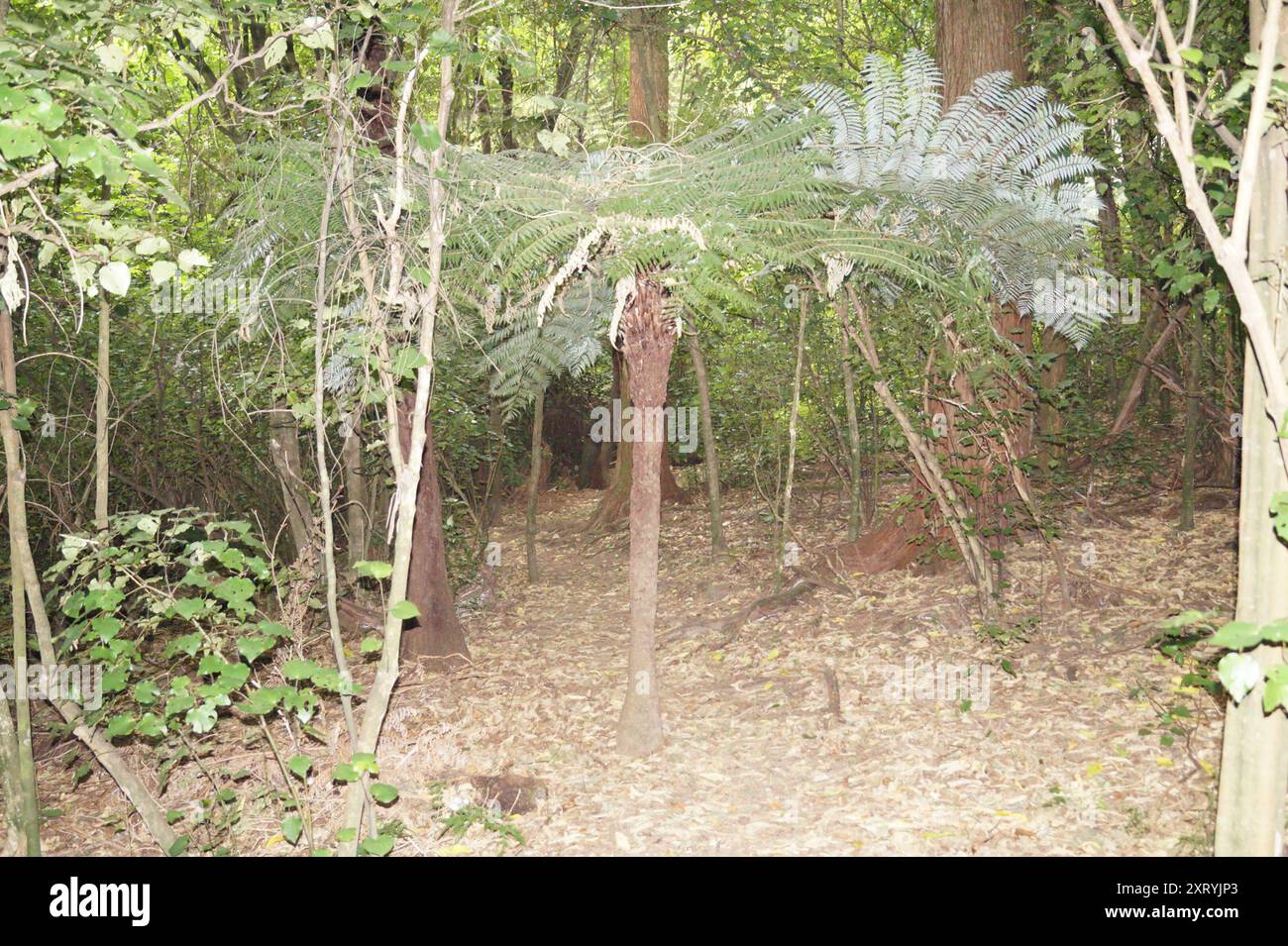 silver fern (Cyathea dealbata) Plantae Stock Photo - Alamy