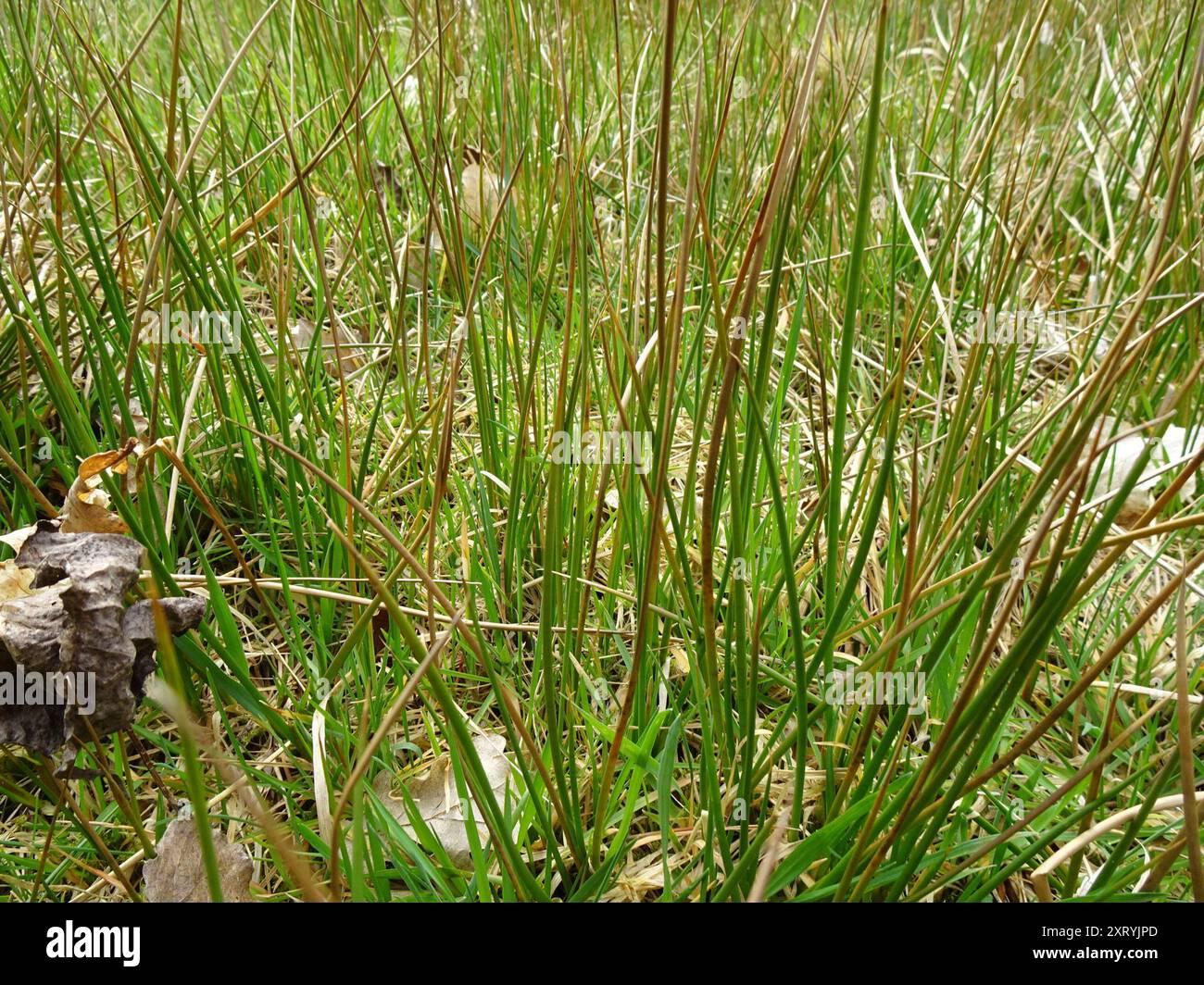 Sharp-flowered Rush (Juncus acutiflorus) Plantae Stock Photo - Alamy