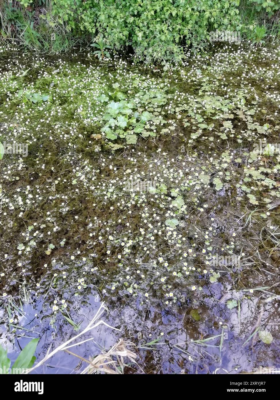 Water-crowfoots (Batrachium) Plantae Stock Photo - Alamy