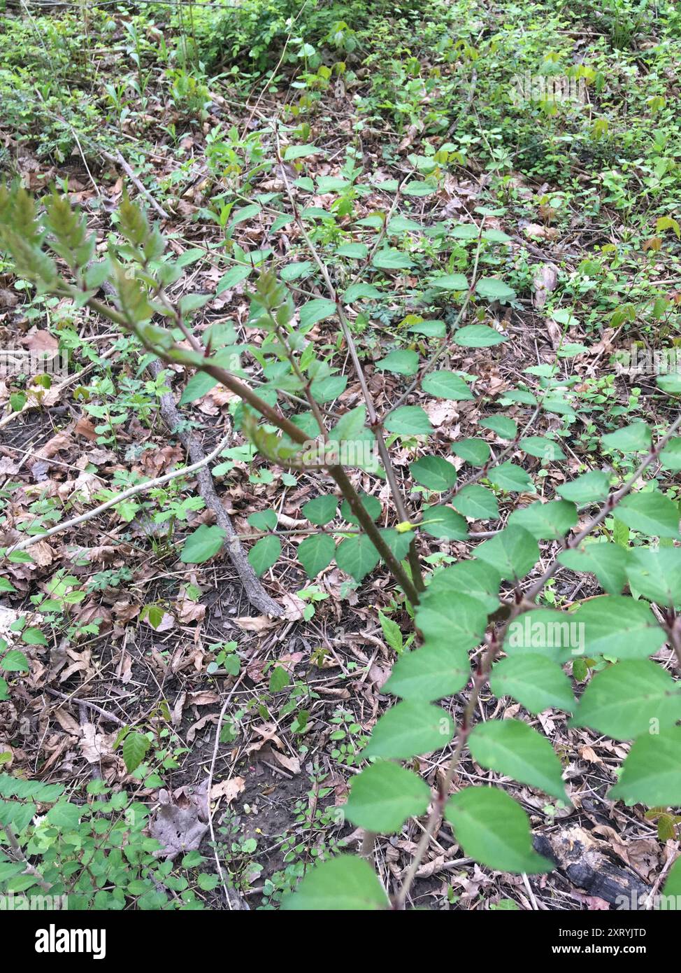 Japanese angelica tree (Aralia elata) Plantae Stock Photo - Alamy