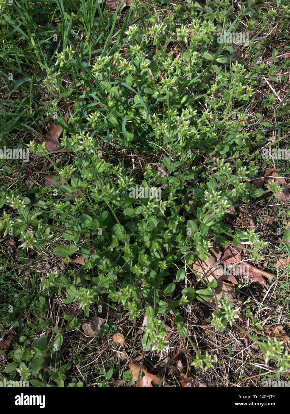 Sticky mouse-ear chickweed (Cerastium glomeratum) Plantae Stock Photo ...