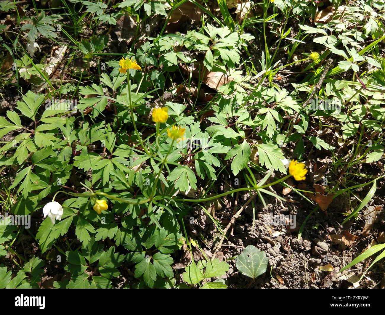 Goldilocks Buttercup (Ranunculus auricomus) Plantae Stock Photo - Alamy