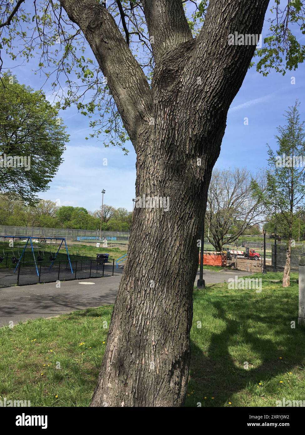 Norway maple (Acer platanoides) Plantae Stock Photo - Alamy