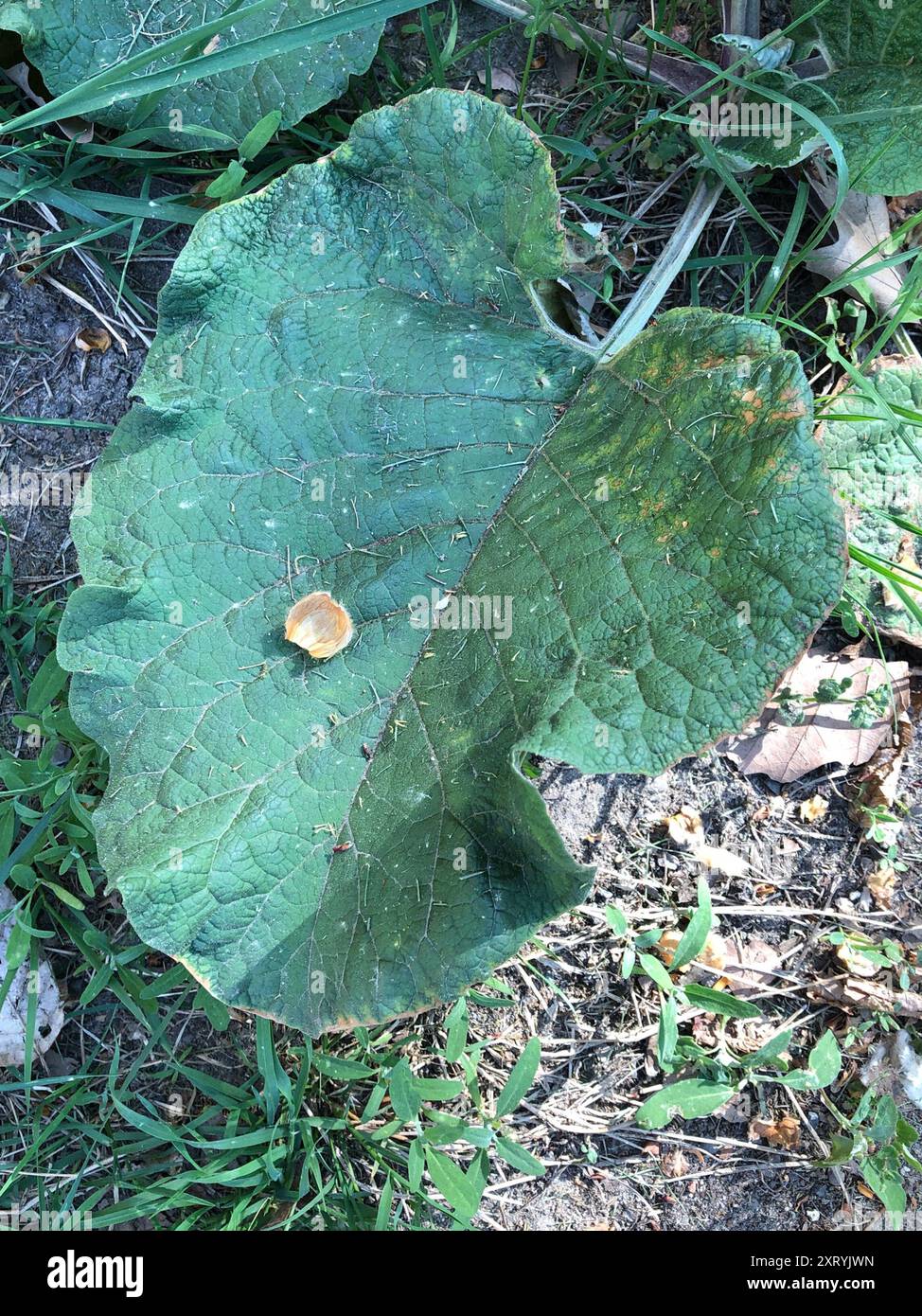 greater burdock (Arctium lappa) Plantae Stock Photo - Alamy