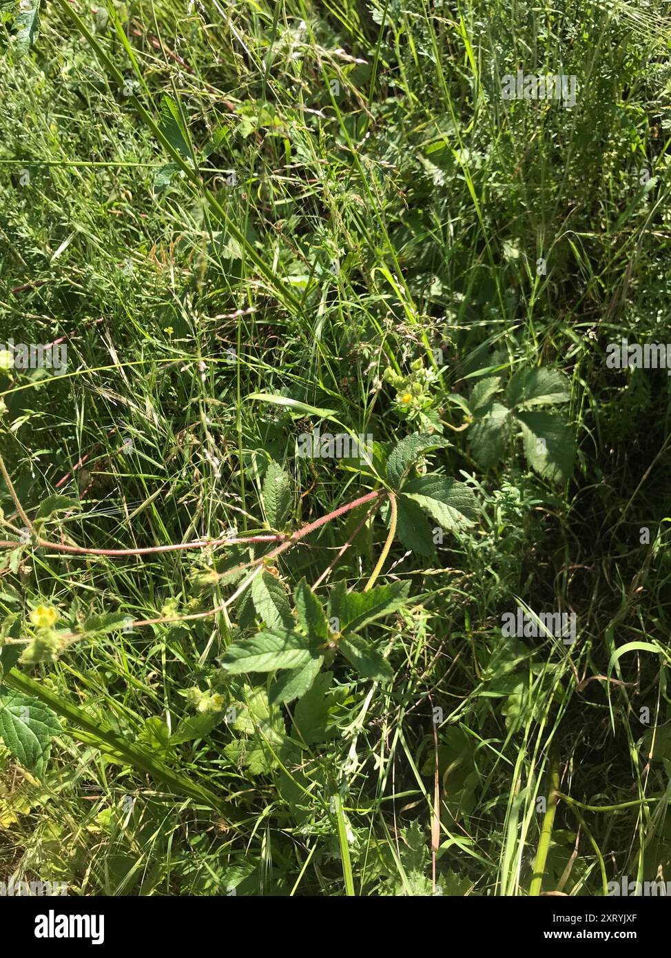 sticky cinquefoil (Drymocallis glandulosa) Plantae Stock Photo - Alamy