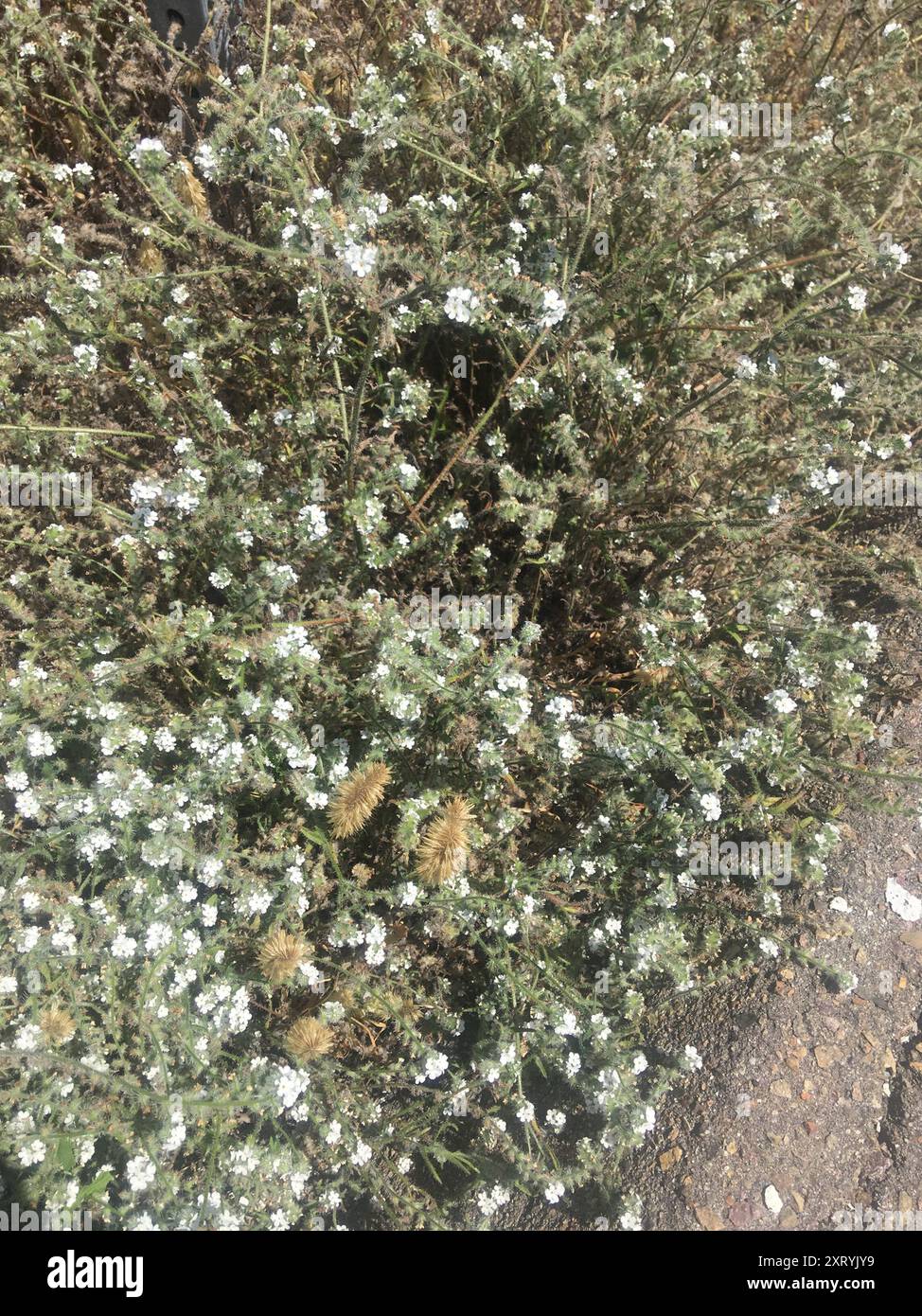 Clearwater cryptantha (Cryptantha intermedia) Plantae Stock Photo - Alamy