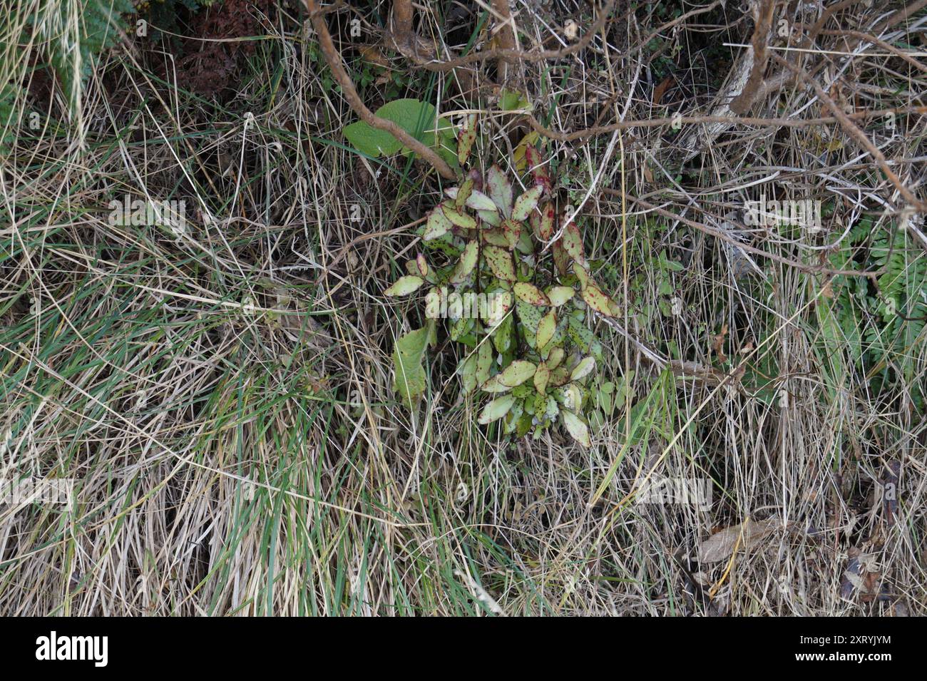 Mountain Horopito (Pseudowintera colorata) Plantae Stock Photo - Alamy