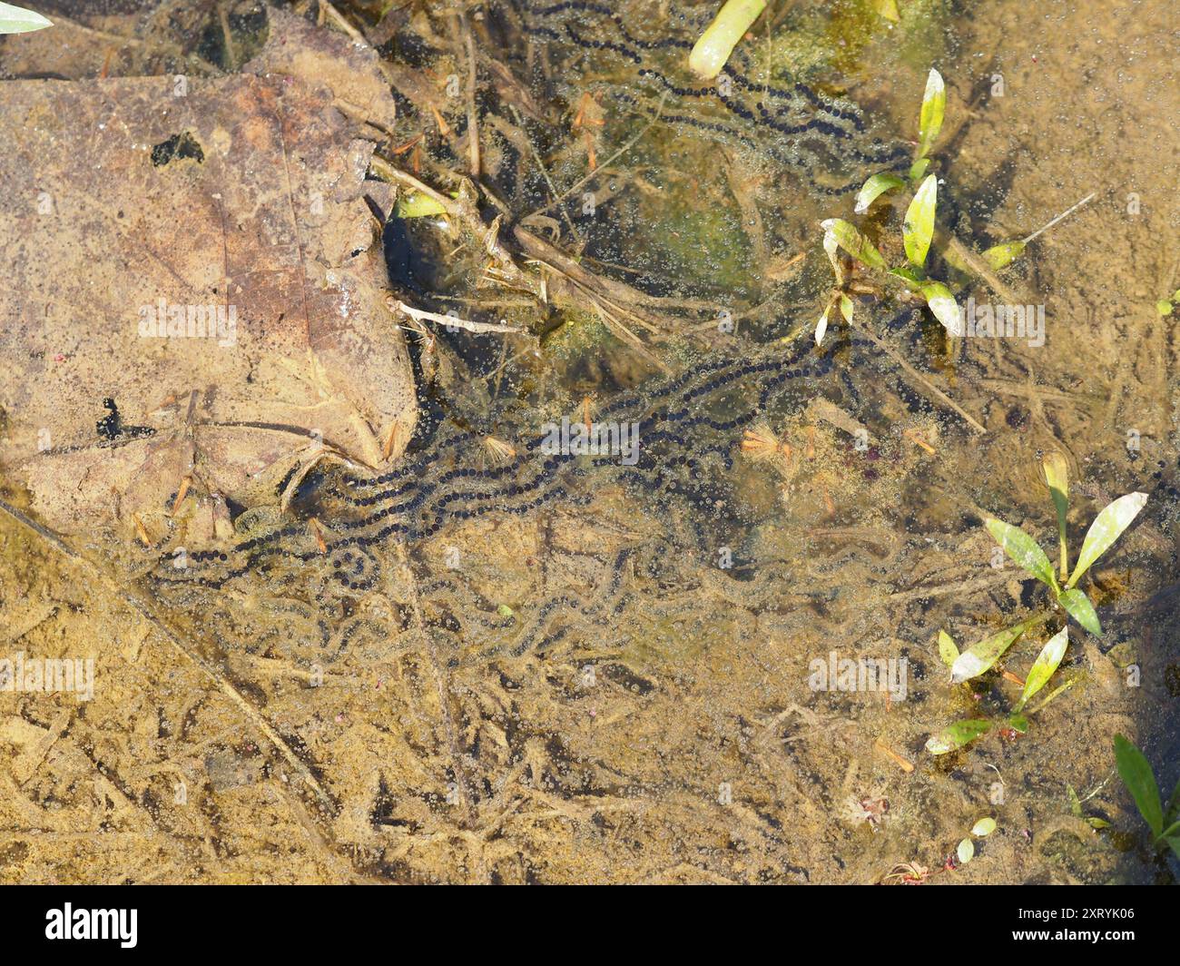 Eastern American Toad (Anaxyrus americanus americanus) Amphibia Stock ...