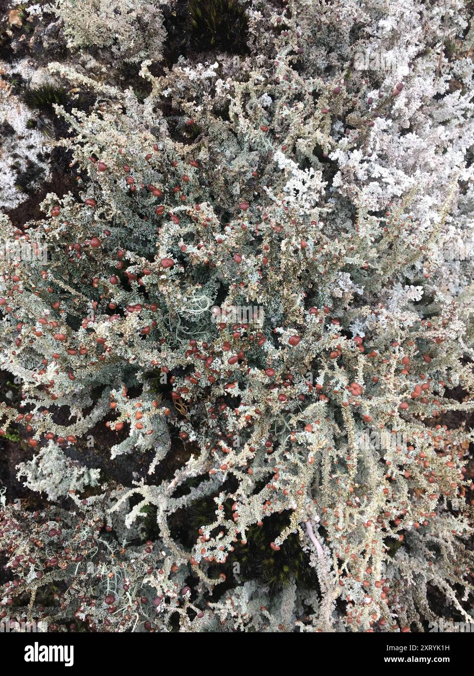 shield lichens, rim lichens, and allies (Lecanorales) Fungi Stock Photo ...