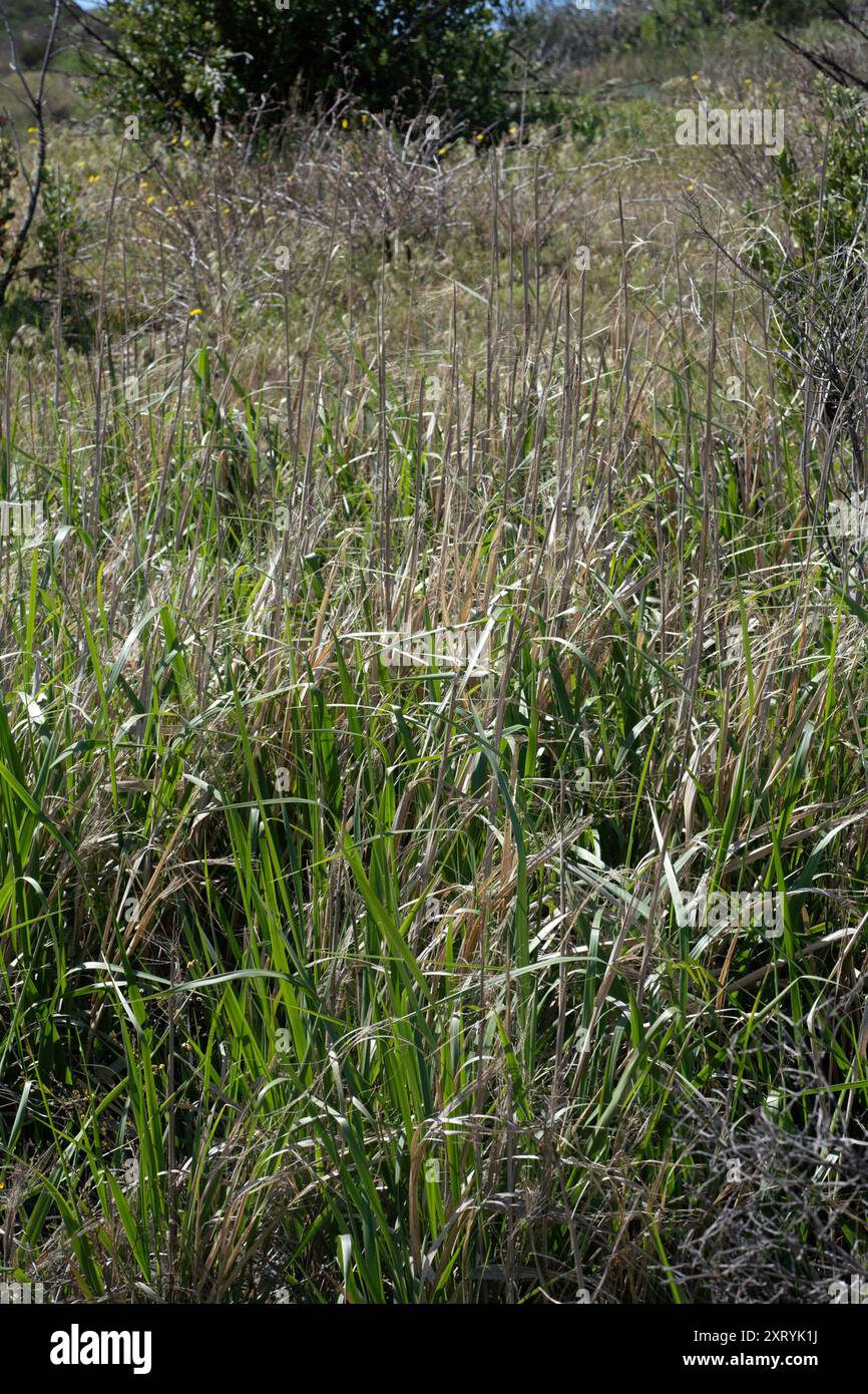 grasses (Poaceae) Plantae Stock Photo - Alamy
