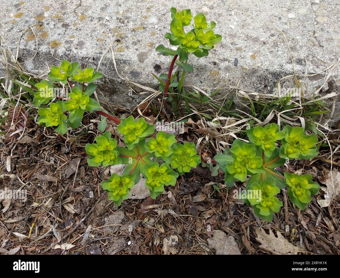 Sun spurge (Euphorbia helioscopia) Plantae Stock Photo - Alamy