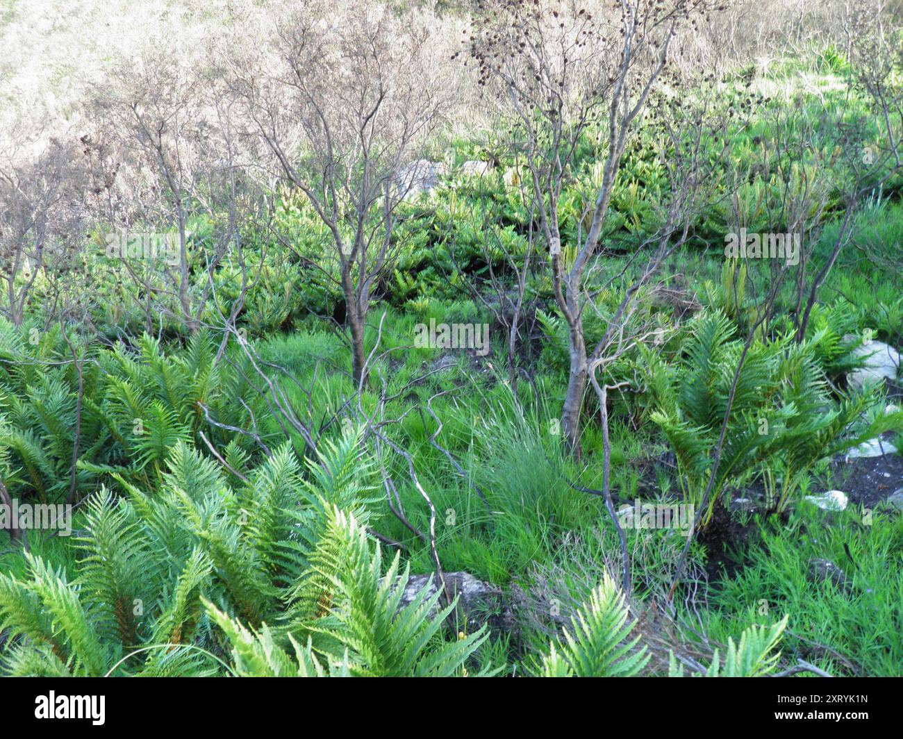 king fern (Todea barbara) Plantae Stock Photo - Alamy