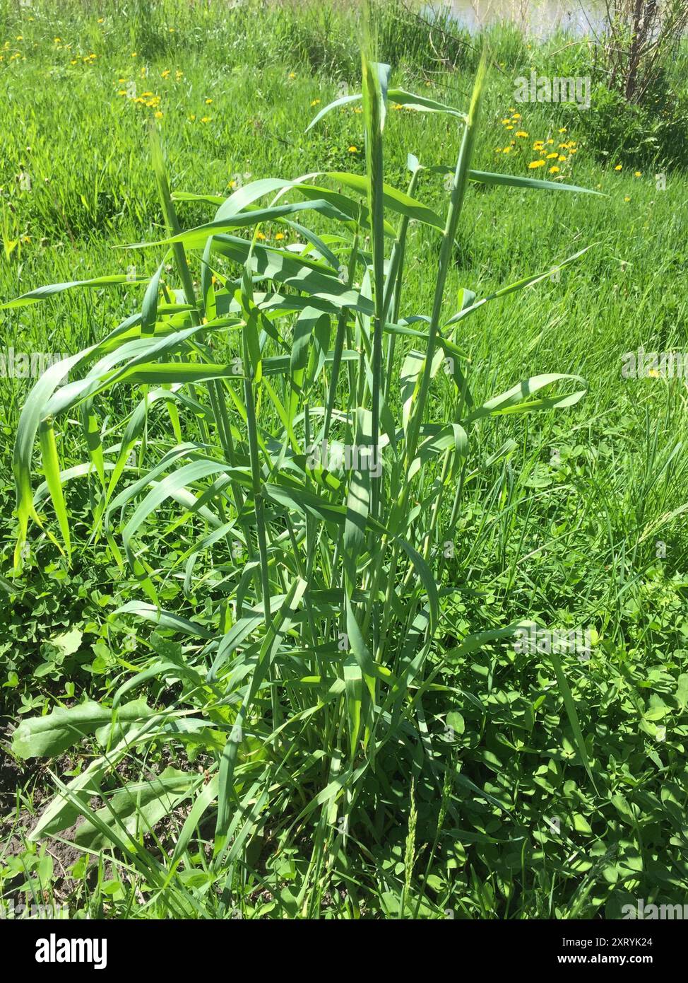 grasses (Poaceae) Plantae Stock Photo - Alamy