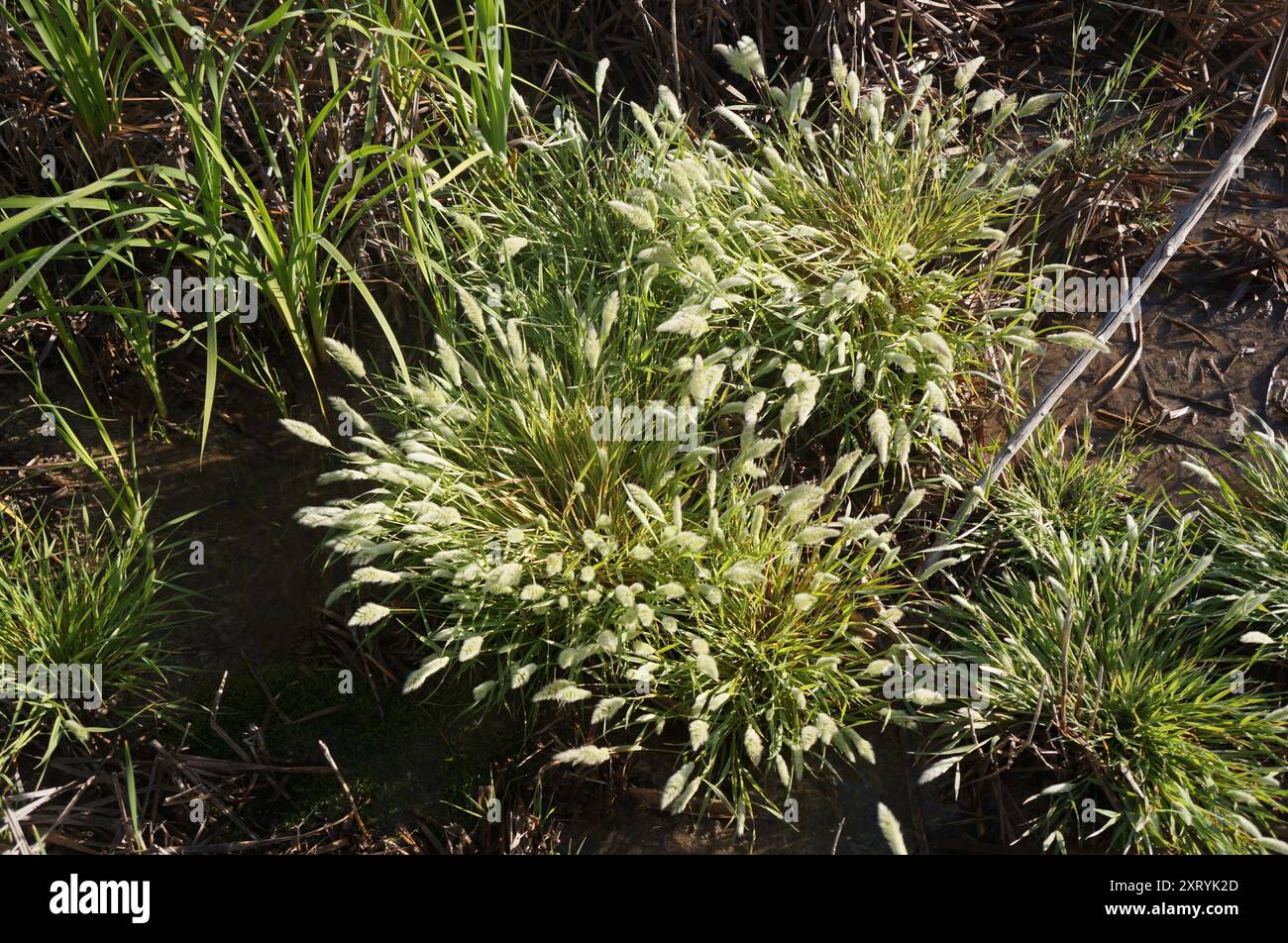 rabbitfoot grass (Polypogon monspeliensis) Plantae Stock Photo - Alamy