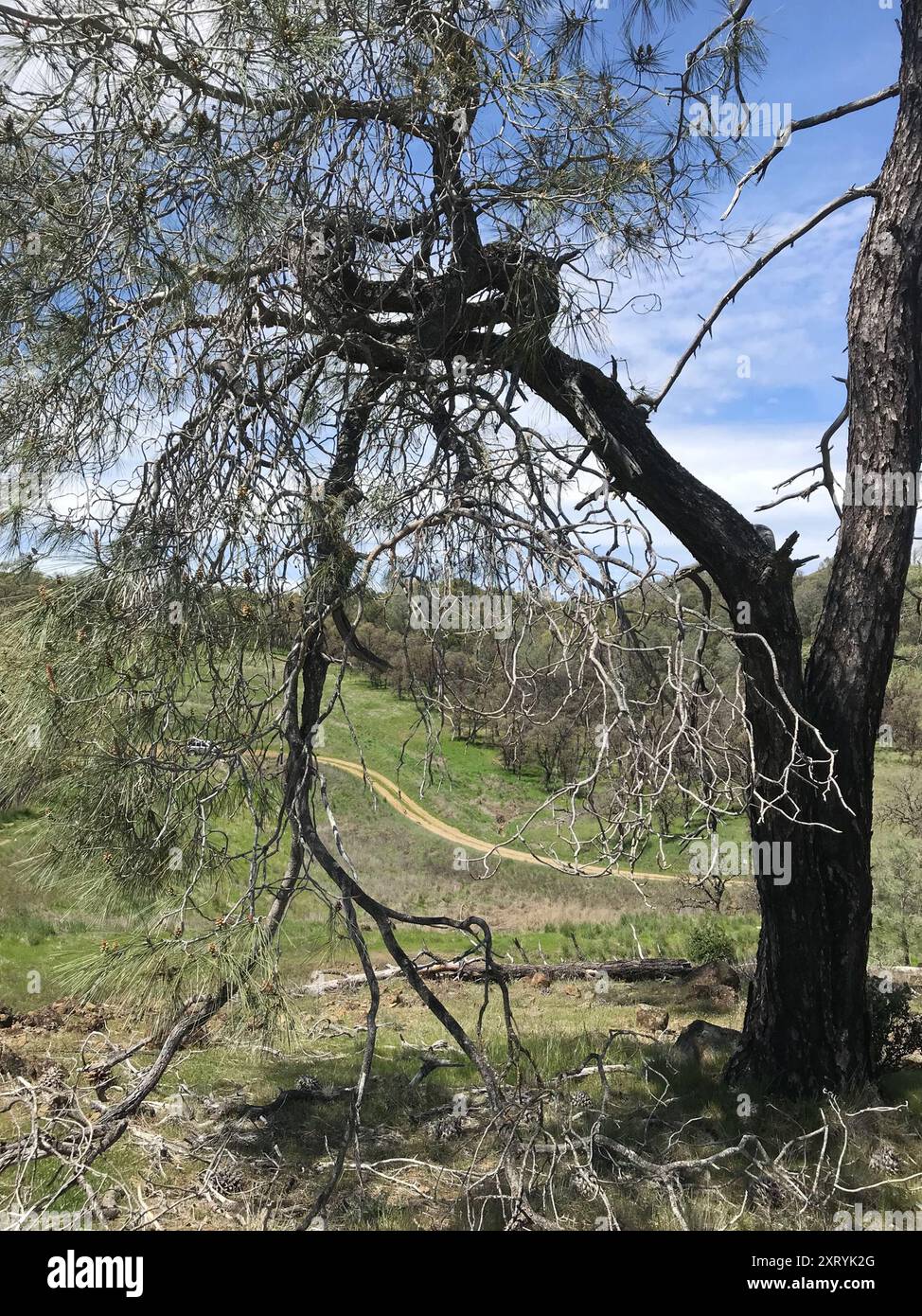 gray pine (Pinus sabiniana) Plantae Stock Photo - Alamy